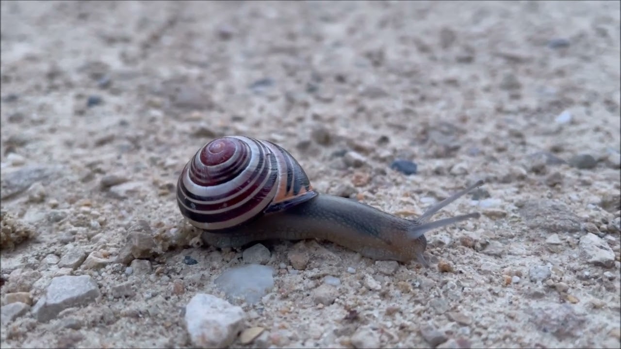 Wonderful Snail | Pure Nature - YouTube