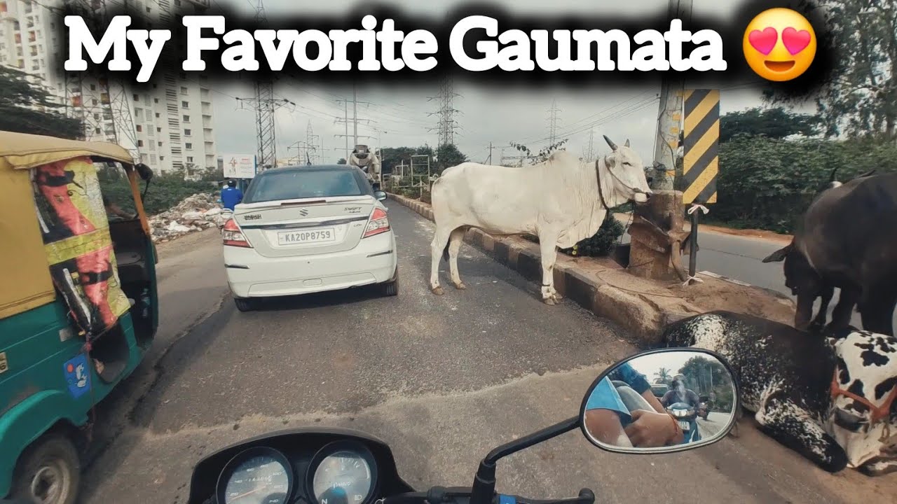 My Favorite Gaumata 😍 - YouTube