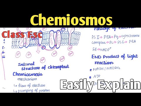 Chemiosmosis | ATP Production | Class 11 - YouTube