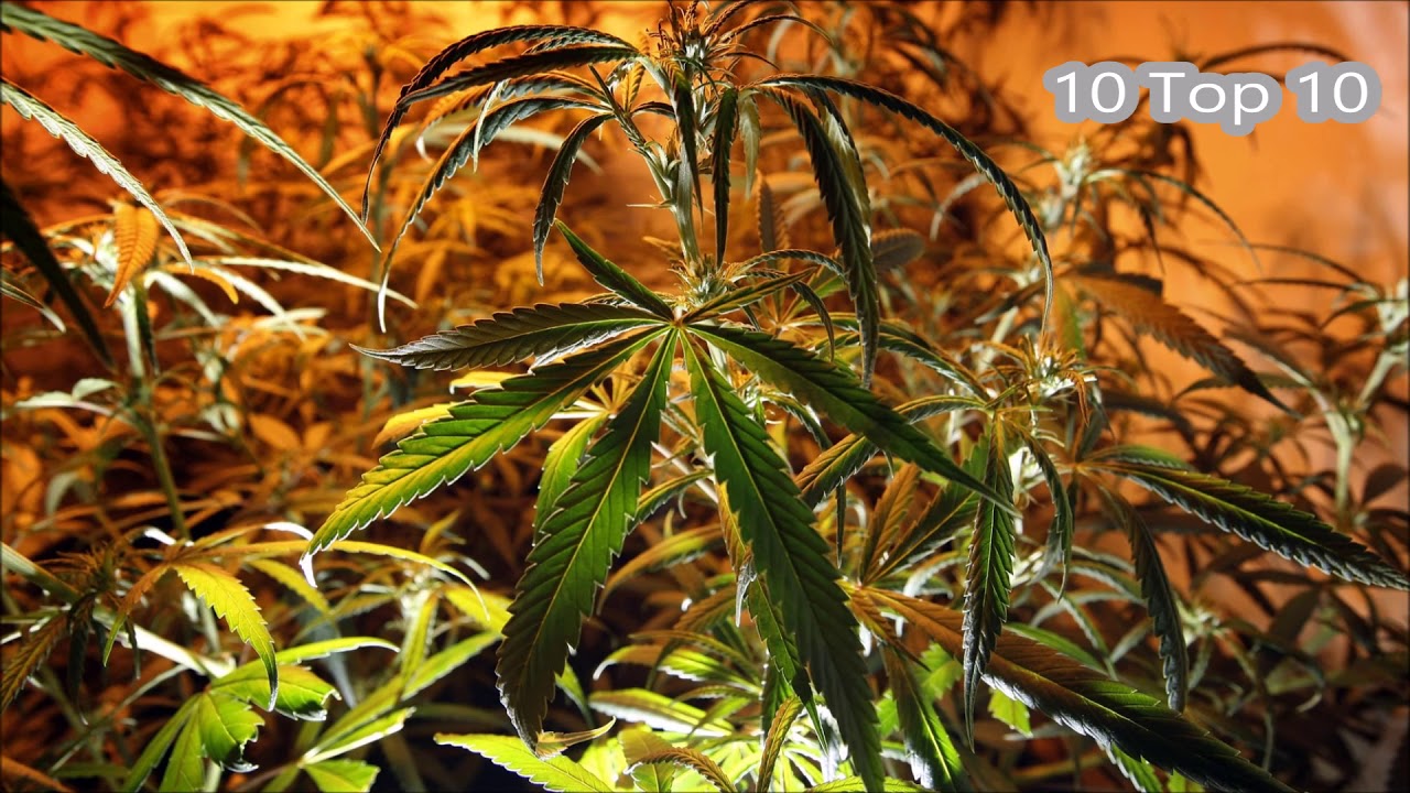 Smoking Everyday - YouTube