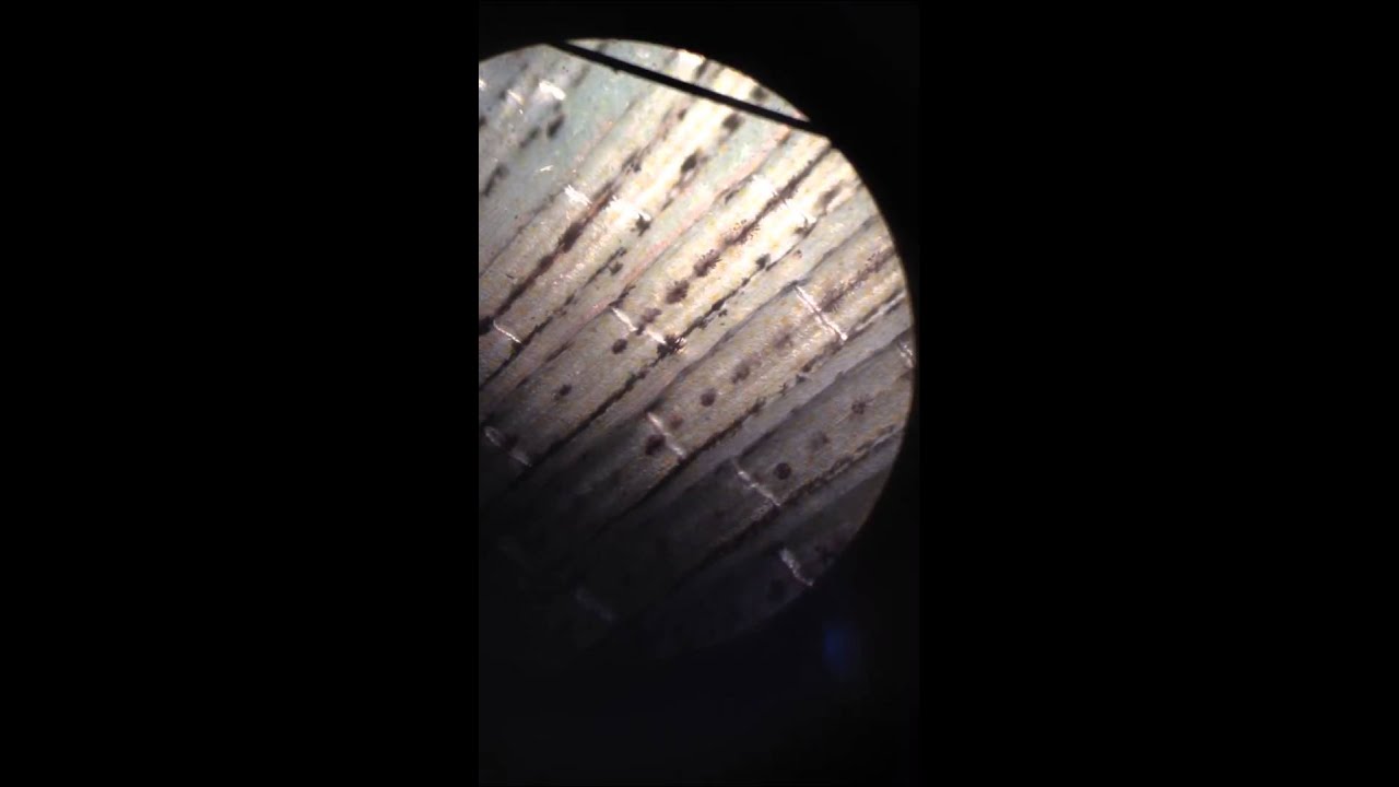 Capillaries at fish tail - YouTube