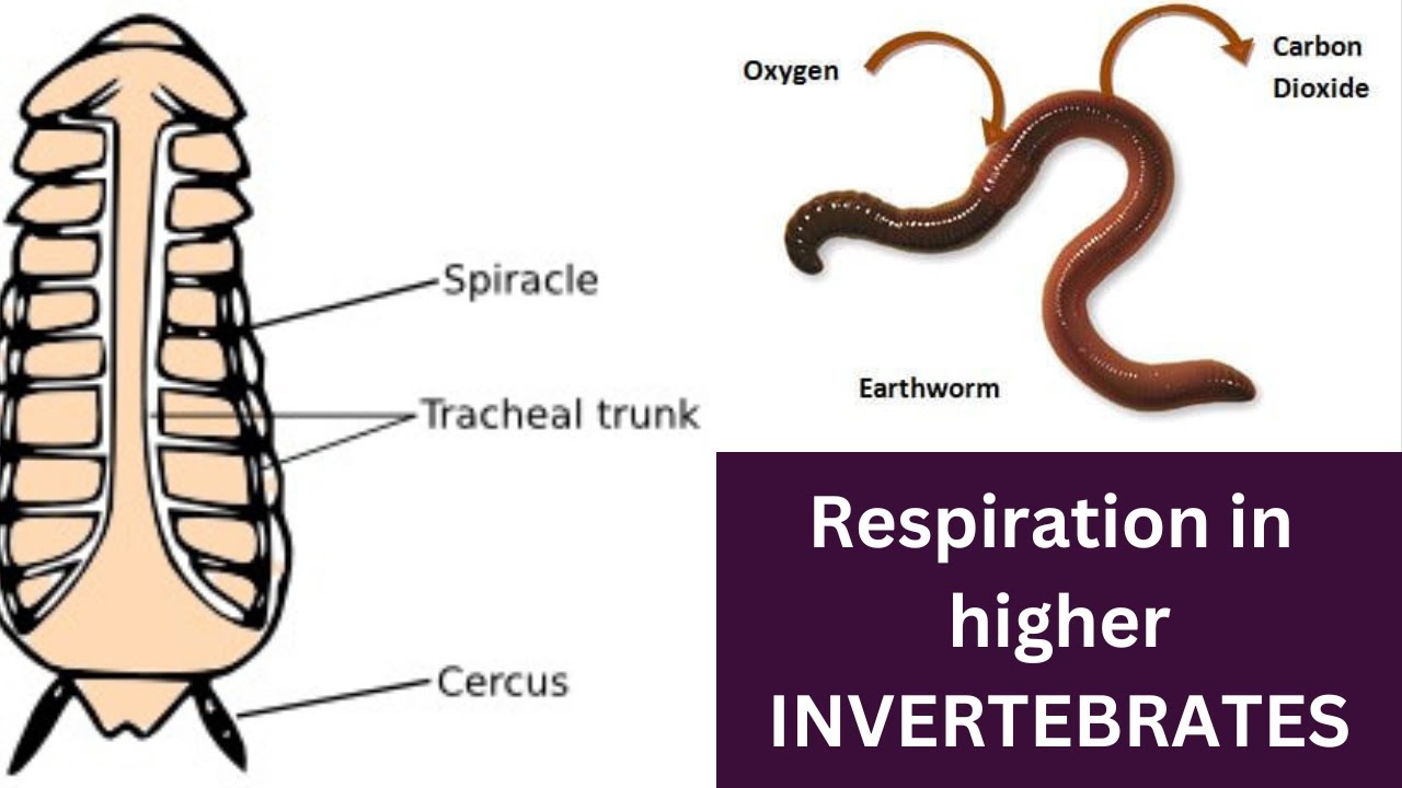 Respiration in higher invertebrates - YouTube