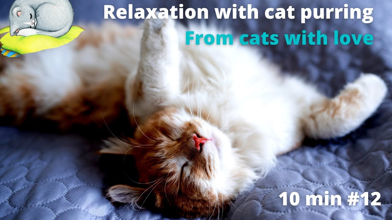 Cute😽Cat Relaxing to Calm Music of the Sea🐈Cat purring 🔔10 Min Watch ...