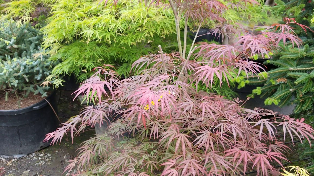 Spring colors of Japanese maples - Amazing Maples and Crazy Conifers ...