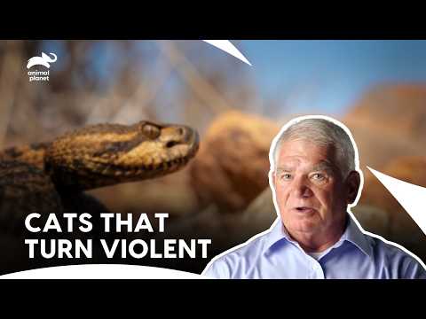 Huge Rattlesnake Attacks Man While He Collecting Huckleberry | I Was Prey S1 E3| Animal Planet India