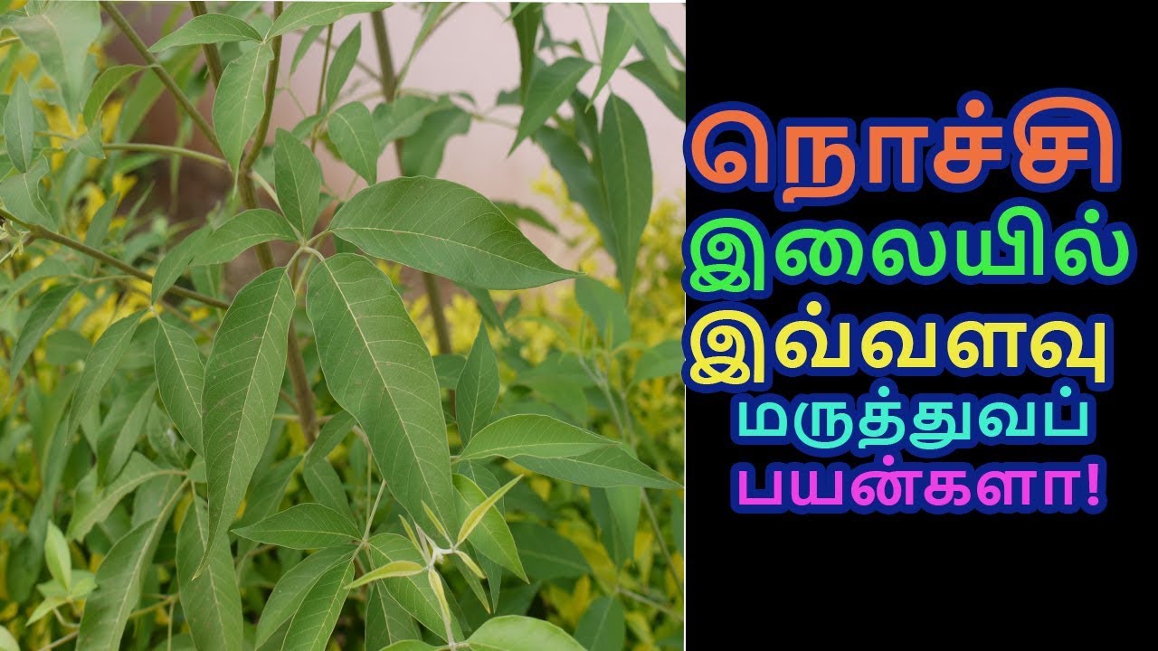 medicinal Benefits Of Nochi Leaf TAMIL TIPS PAGE YouTube medicinal-benefits-of-nochi-leaf-tamil-tips-page-youtube