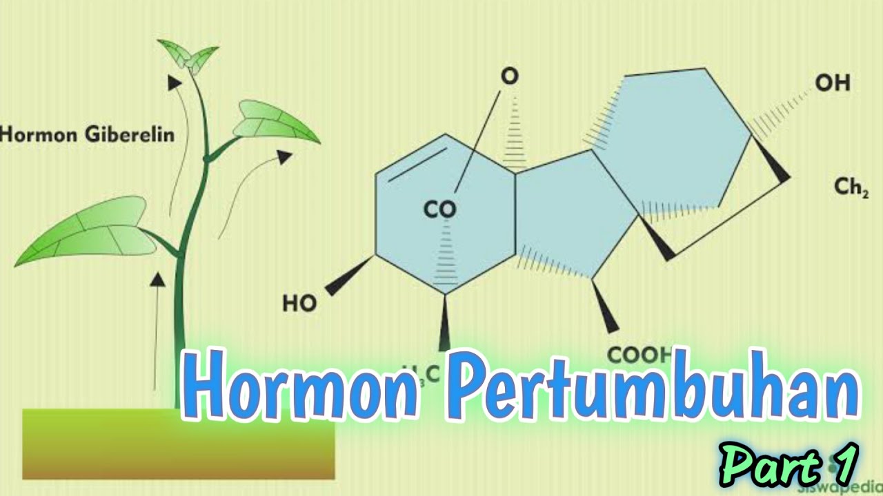 Hormon Pada Tumbuhan #Part_1 - YouTube
