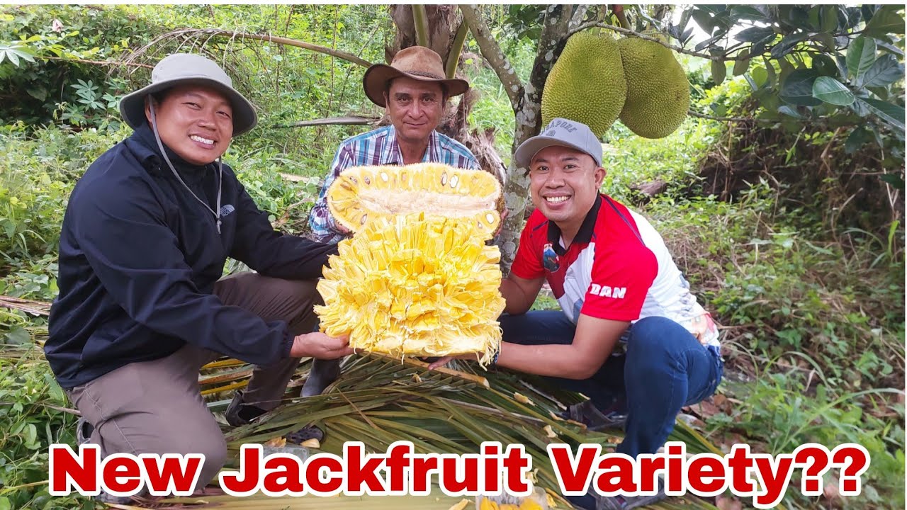 Malaysian Jackfruit J33 Uniqueness and Advantage vs Local Jackfruit ...