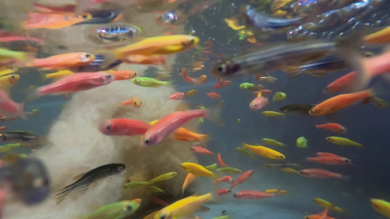 lovely Baby Colors Fish - YouTube