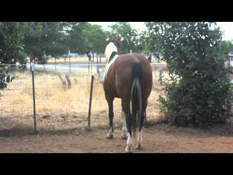 In Heat - horse's sweet call and a great \