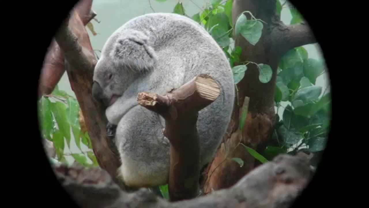 Bye Bye Koala Nur-Nuru-Bin, goes 23/2/2015 to Budapest. - YouTube