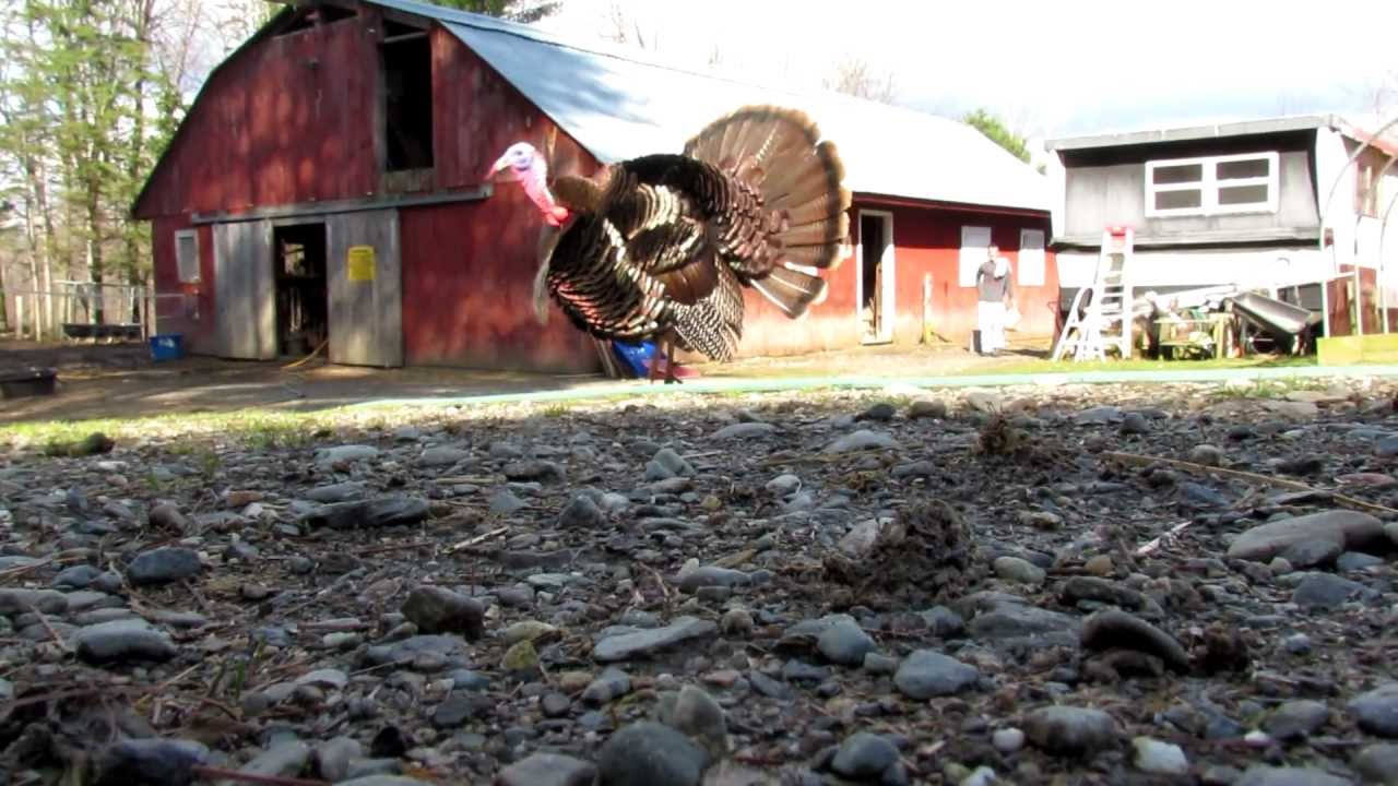 Wild Turkey Attack - YouTube