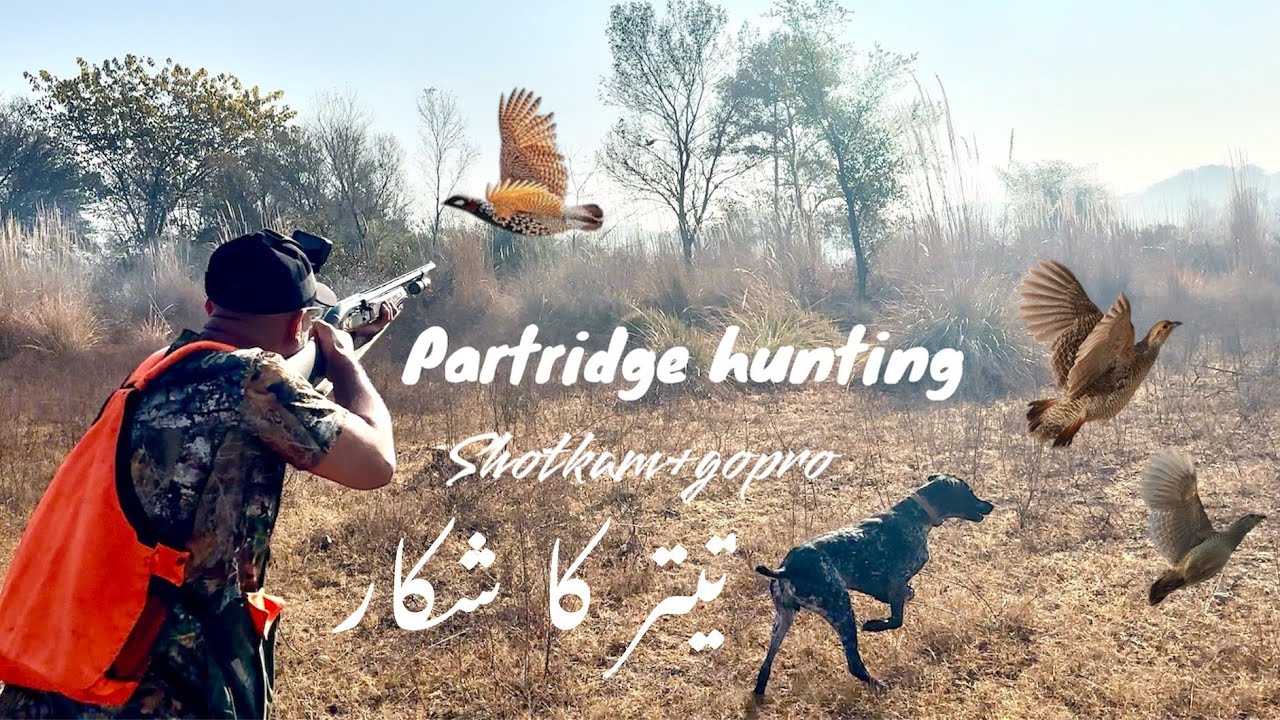 Partridge hunting with best gsp gun dog and world best cameras - YouTube