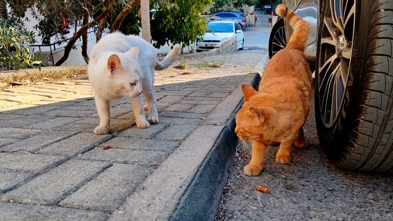 Feeding Garfield and the naughty White Cat! - YouTube