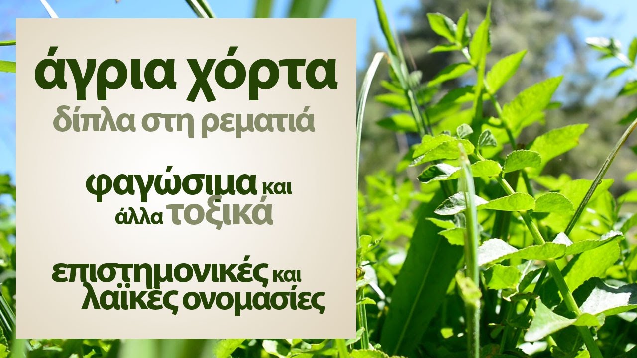 Άγρια χόρτα! Επιβίωση στη φύση - YouTube