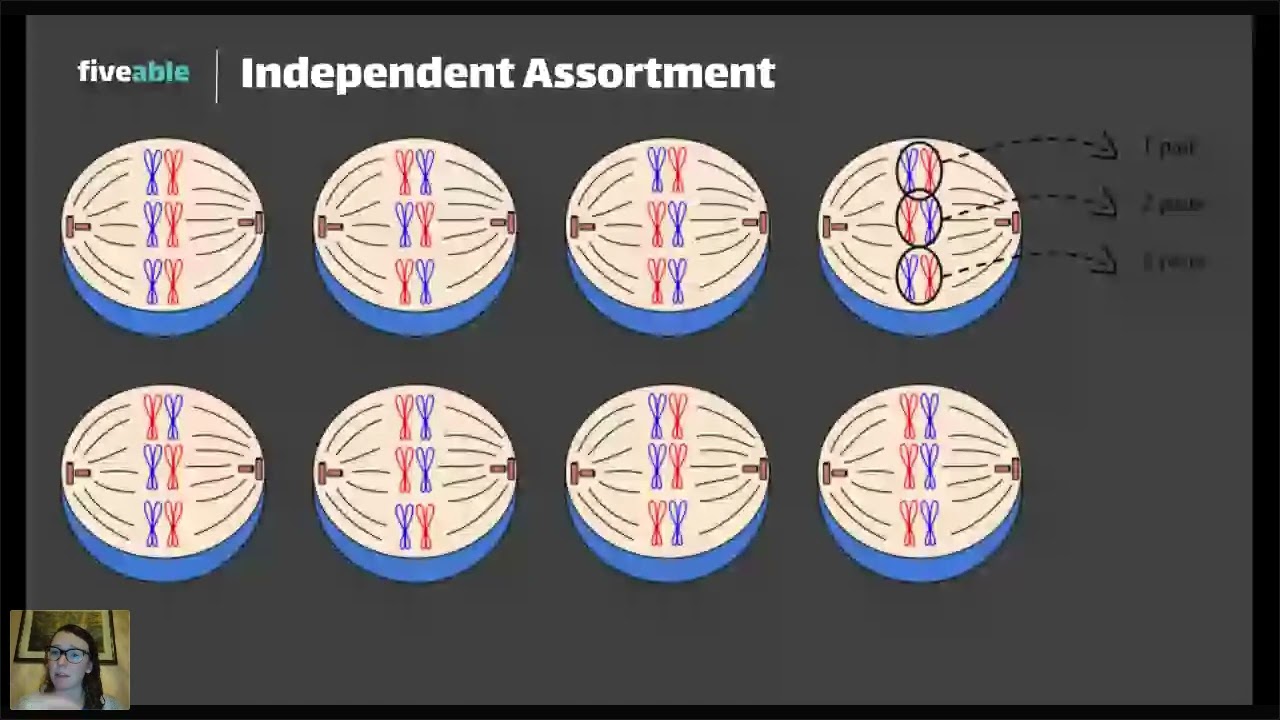 AP Biology - Mendelian Genetics & Chi-Square | Fiveable Cram Archive
