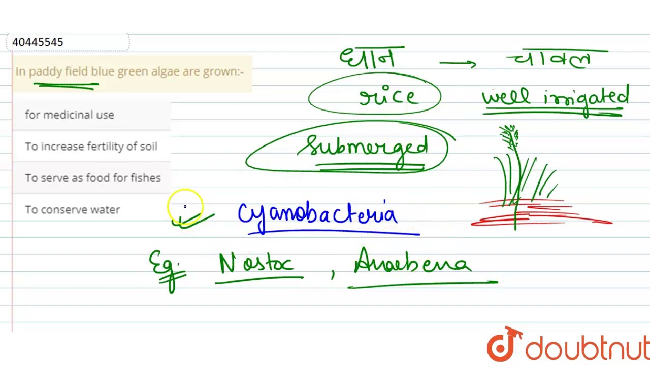 In paddy field blue green algae are grown:- - YouTube