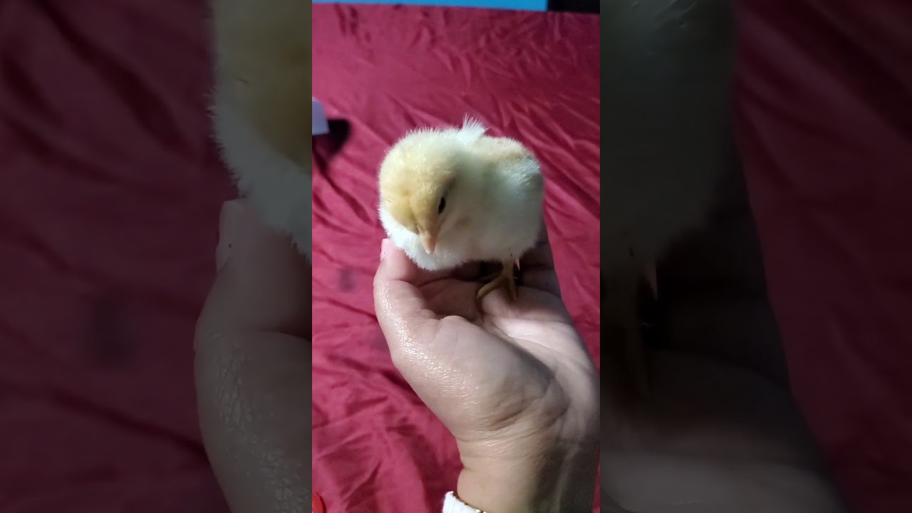 Our New Pets (Chicks) - YouTube