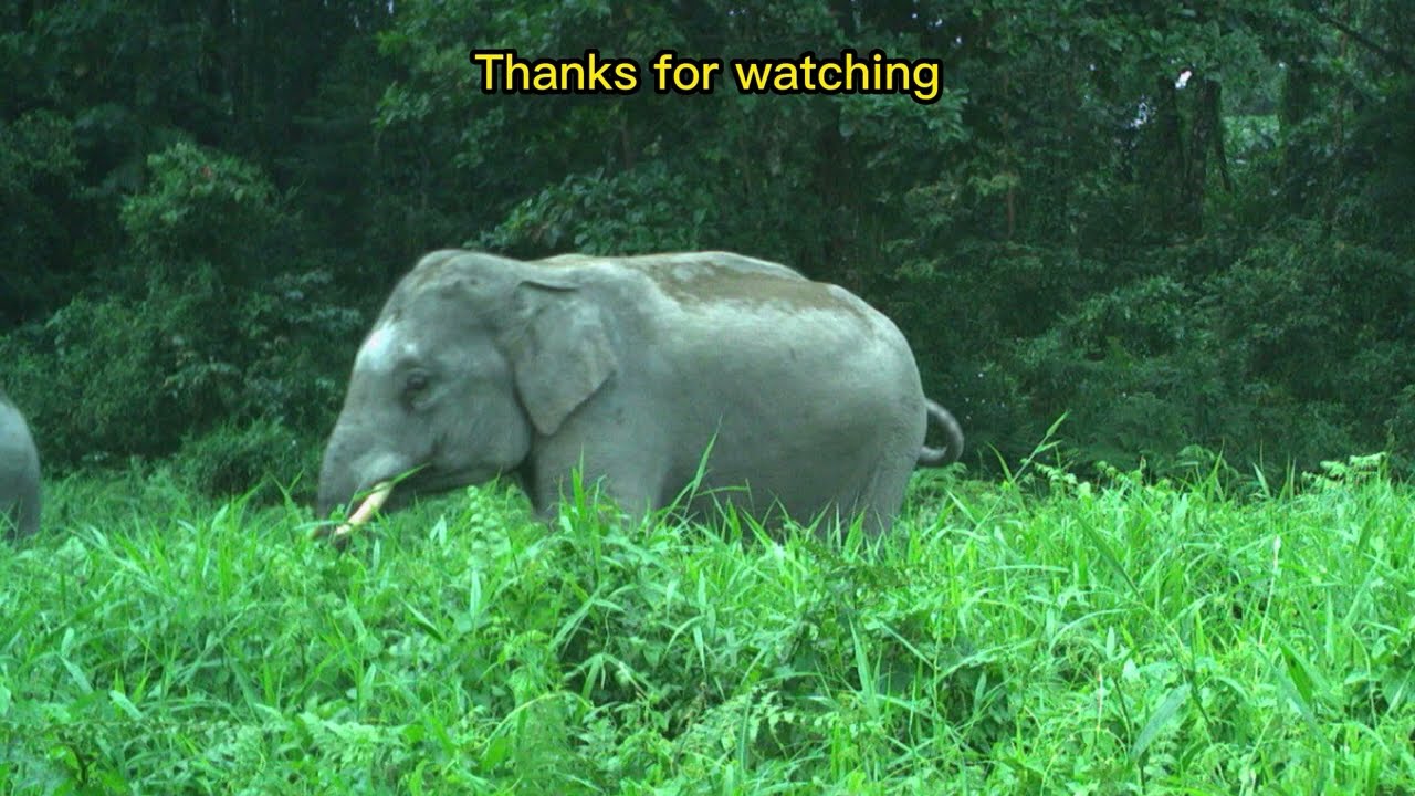 Elephant, Buddha and Lord Ganesha_Gelephu Bhutan - YouTube