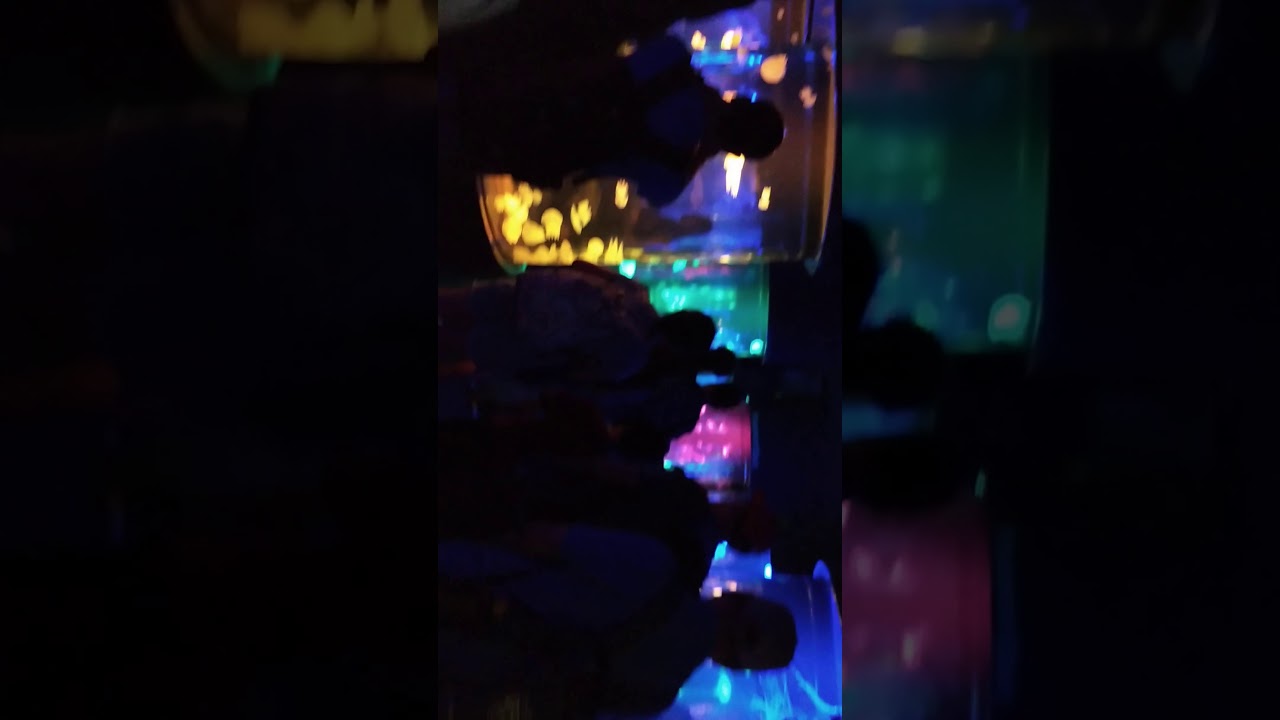 Seaworld Gold Coast Australia jellyfish - YouTube