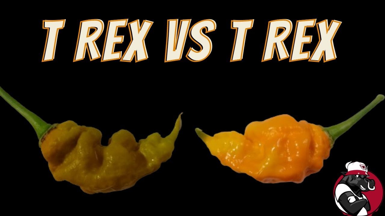 T Rex Mustard vs T Rex Yellow Pepper Comparison - YouTube