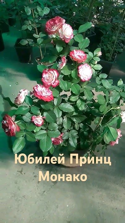 ЮБИЛЕЙ ПРИНЦ МОНАКО#флорибунда#роза - YouTube