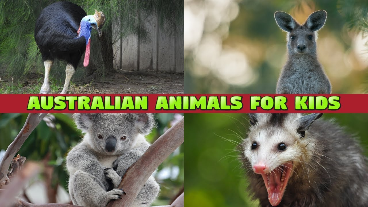 Australian Animals For Kids Animals In Australia | Australian Animals
