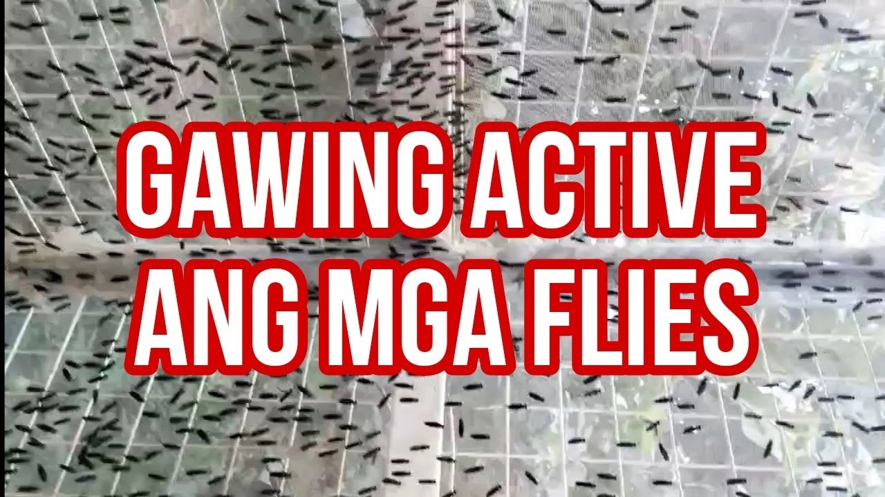 How to make our Flies Active on mating - YouTube