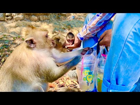 Man gives iced cane juice to kaChep and Little Monkey - YouTube