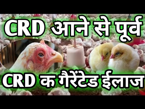 s poultry farm/crdआनेसे पूर्वCRD क गैरेंटेड ईलाज करे/poultry crd ...