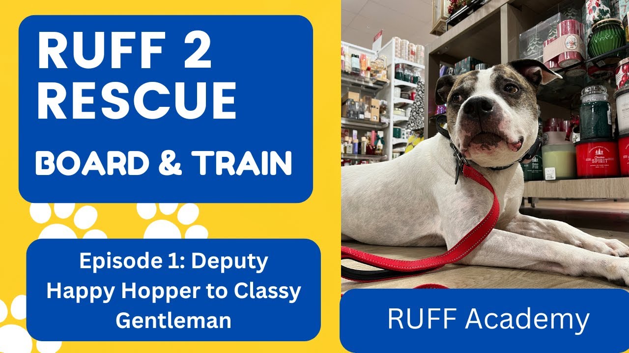 4.5 Year Old Terrier Mix "Deputy" / Happy Hopper to Classy Gentleman! / RUFF Academy Dog ...