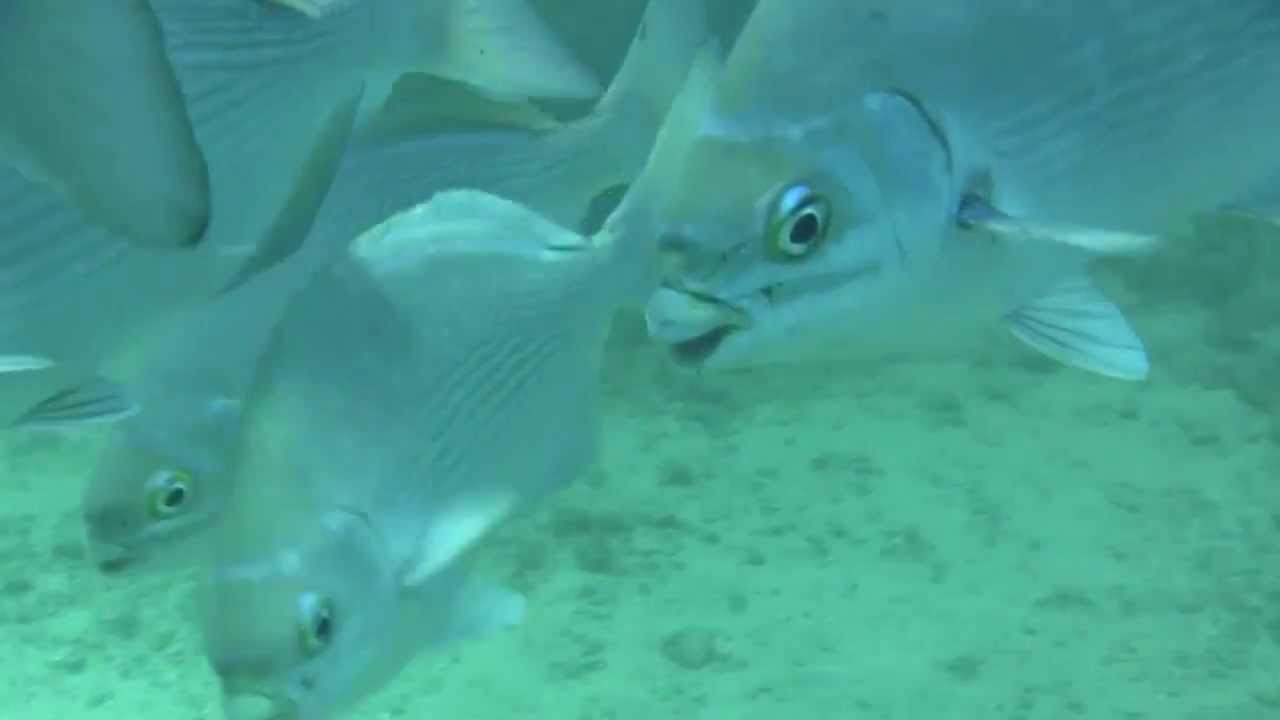 Chopa Blanca (Kyphosus sectatrix) Bermuda Chub - YouTube