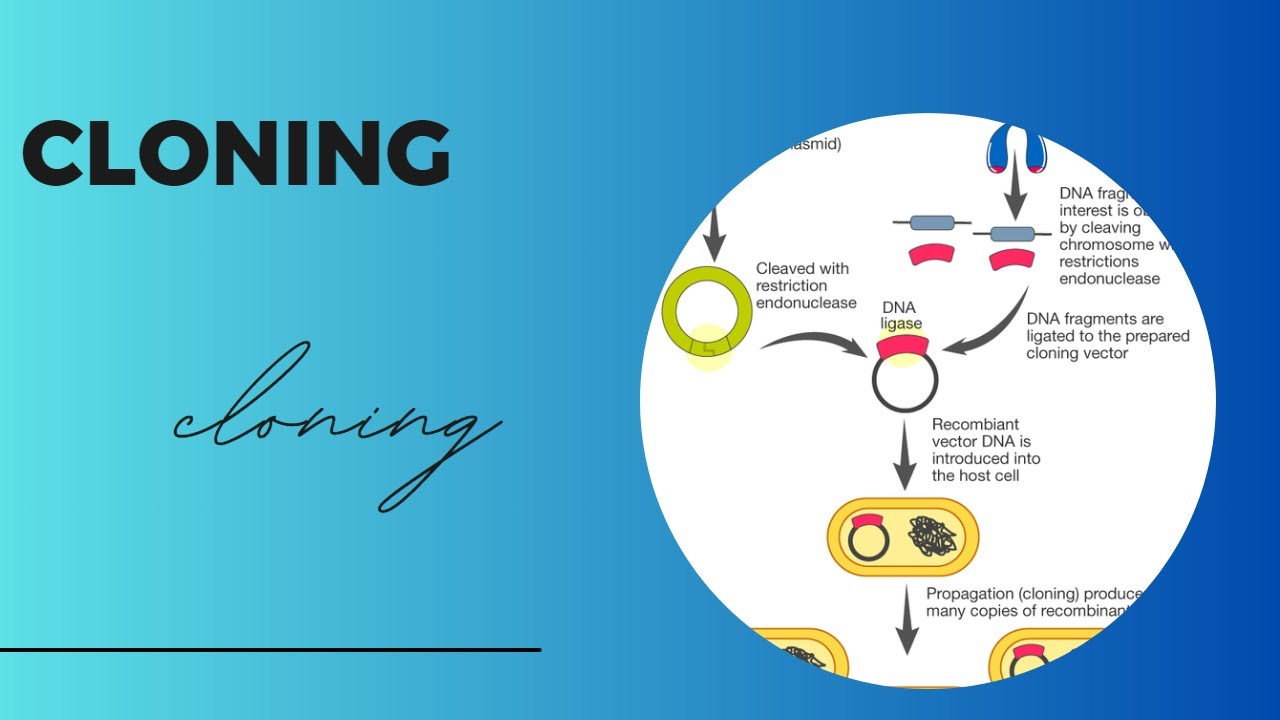 927- DNA cloning-vector- plasmid, BAC(bacterial artificial chromosome ...