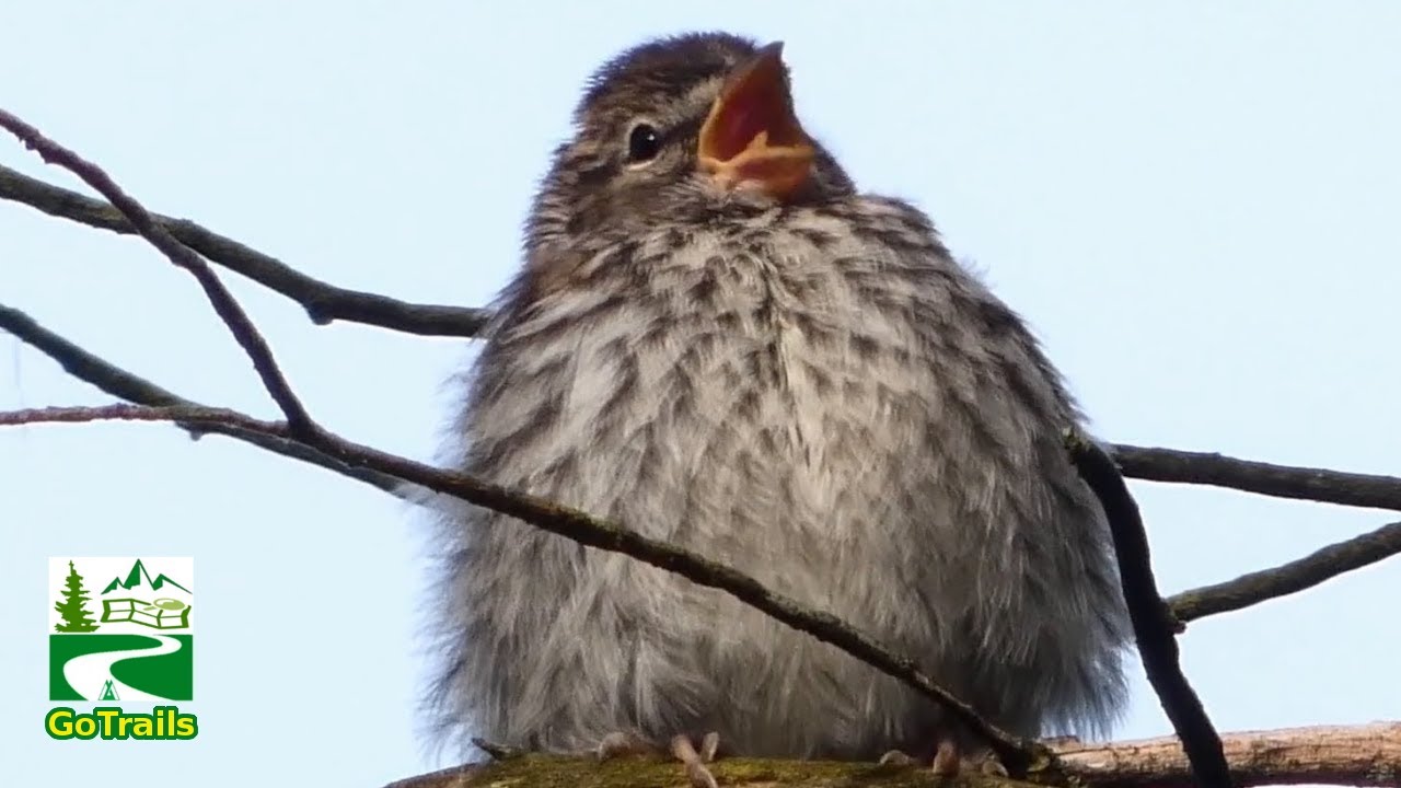 Chipping sparrow call / sounds | Juvenile, Fledgling, Baby - YouTube