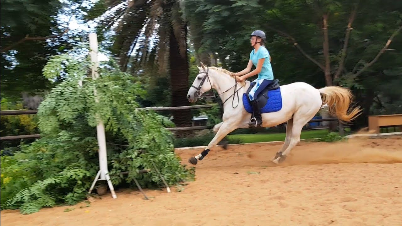 Seyunique Equestrian- Caelan's new horse! A purebred Lipizzaner mare ...