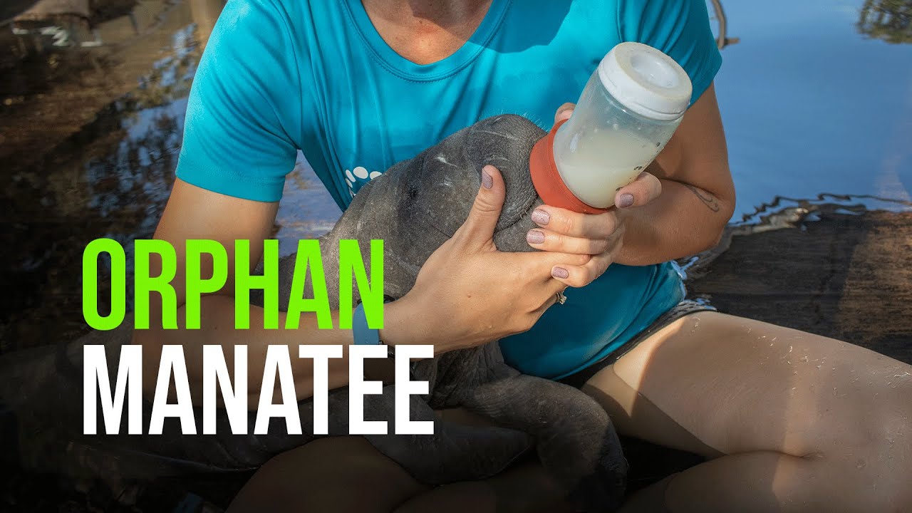 Orphaned Manatee Rescued and Rehabbed at ZooTampa - YouTube
