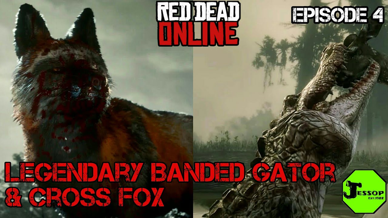 Red Dead Online Naturalist Episode 4 Banded Gator & Cross fox - YouTube