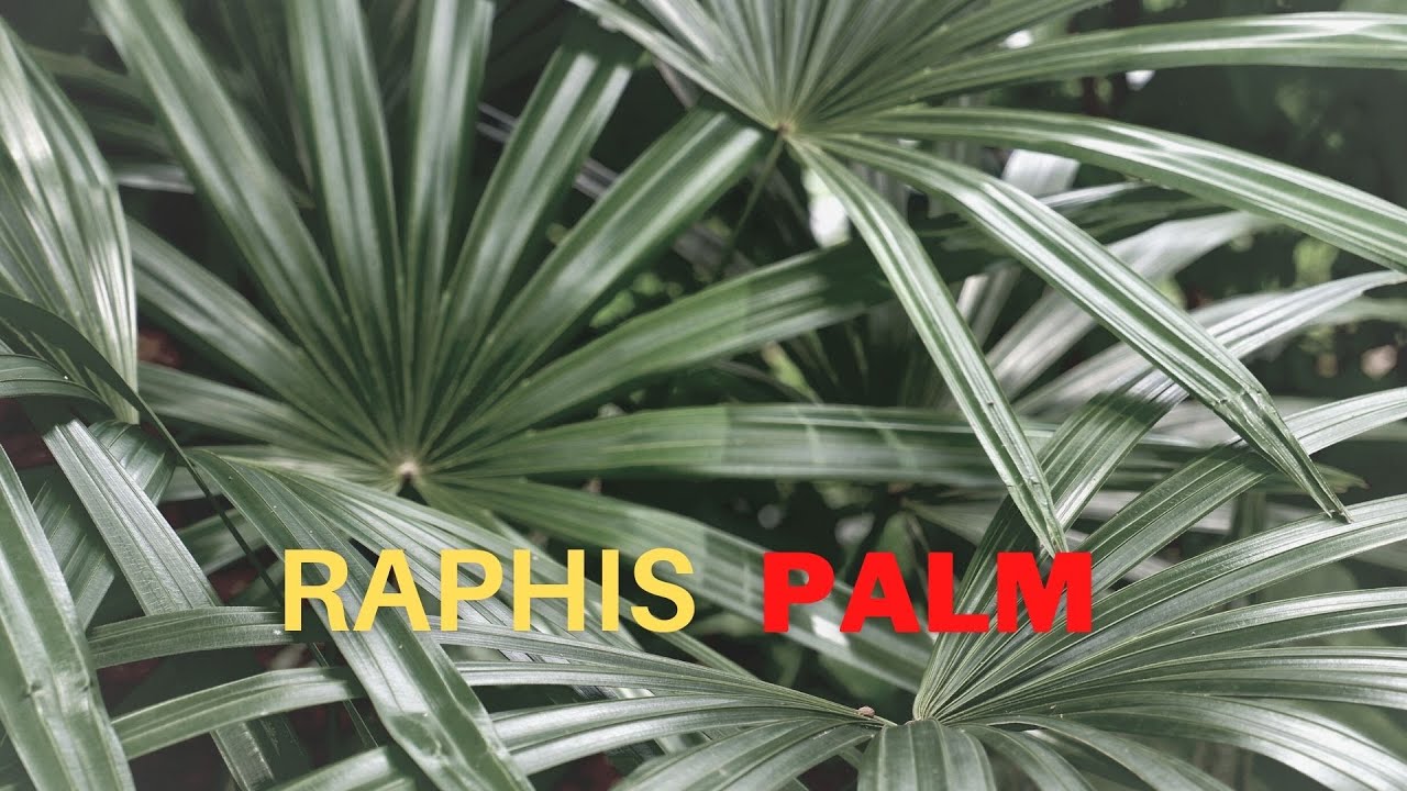 Raphis Palm : Info , Maintenance and care. - YouTube