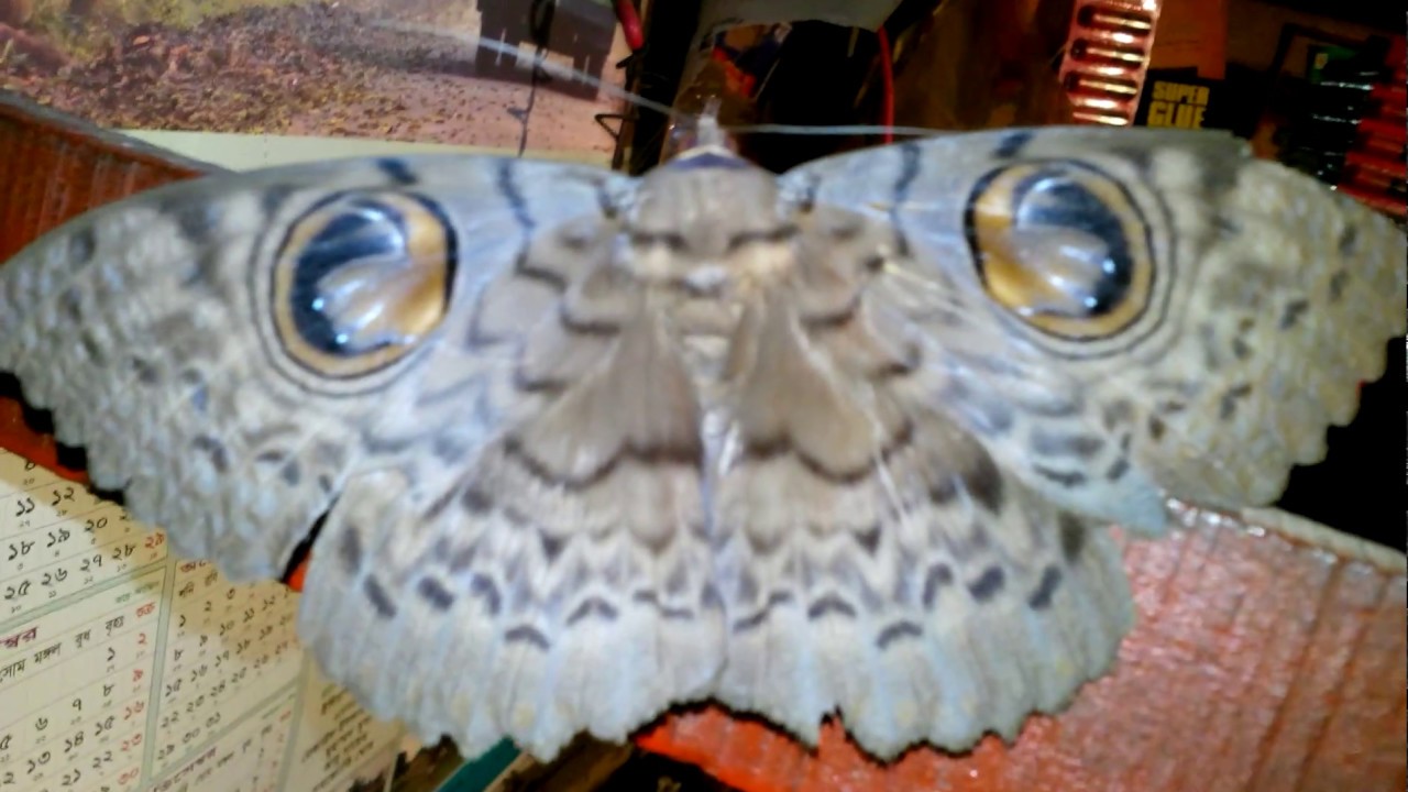 Largest Butterfly In The World