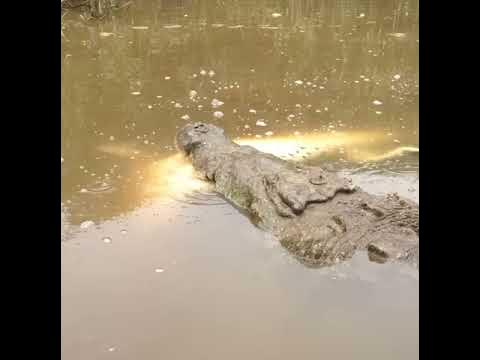 Crocodile cannibalism Costa Rica - YouTube