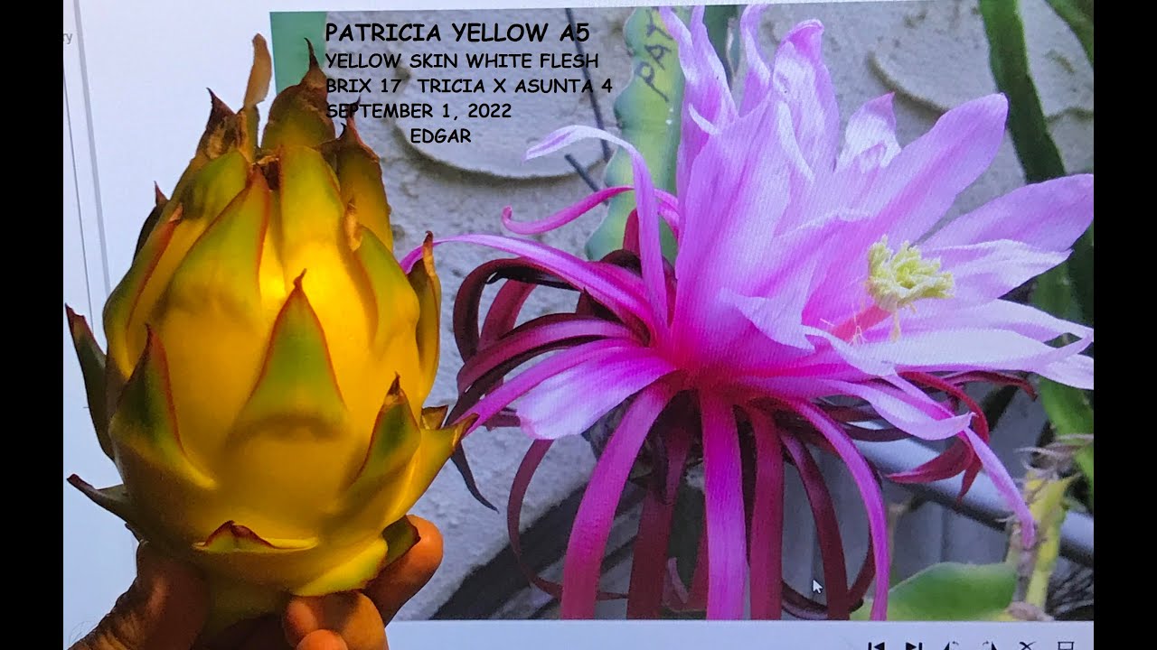 Patricia Asunta 5 Flower - YouTube