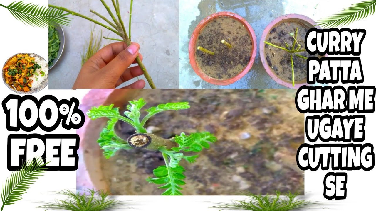 Curry Patta||how to grow curry leaves from cutting/Curry Patta kese ...