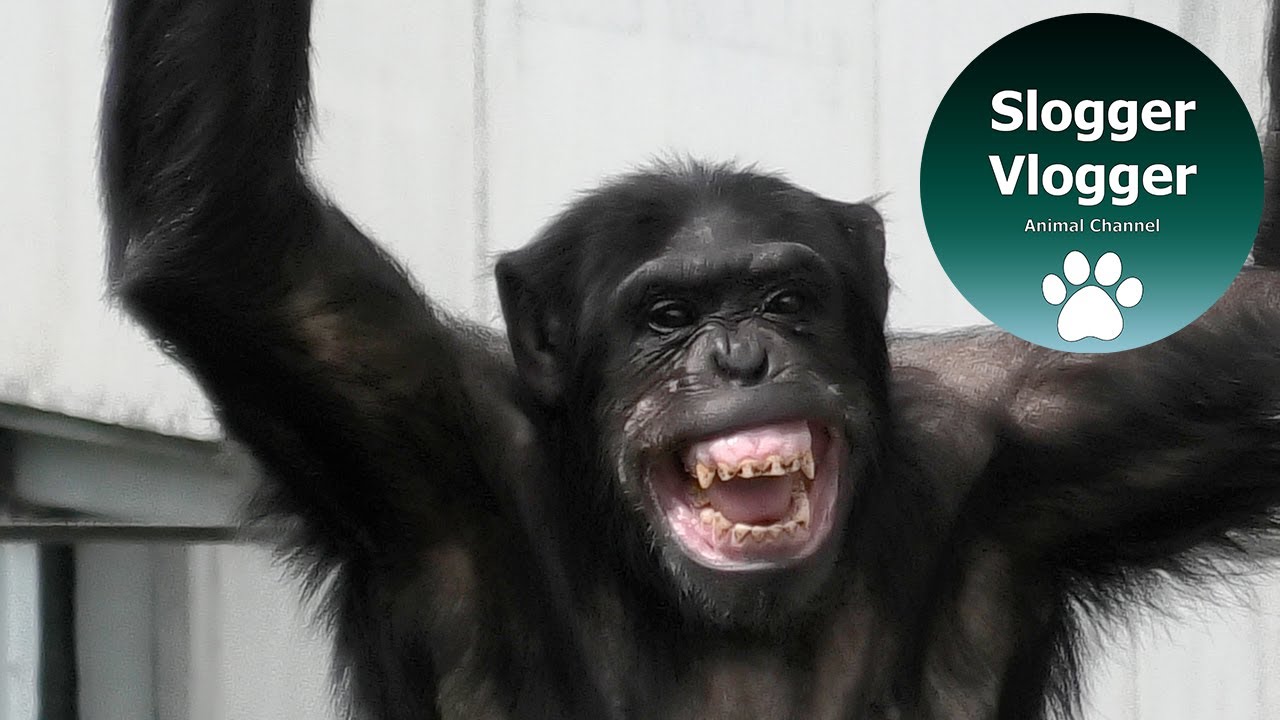 New Female Chimp Making Herself Heard - YouTube