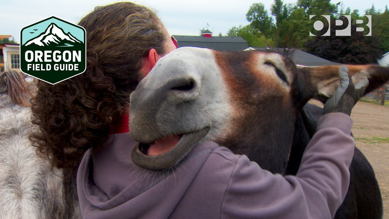 Oregon Donkey Sanctuary provides a refuge for donkeys and humans alike ...