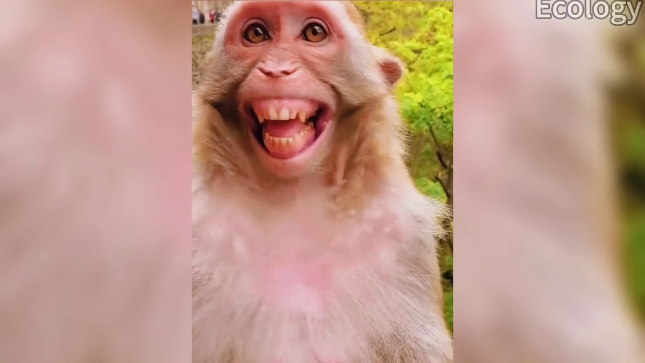 (Monkey lough) The monkeys all smiled , what are you waiting for - YouTube