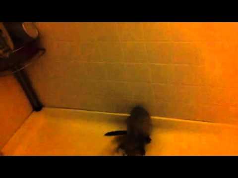 Teenage Mutant Ninja Ferrets - YouTube