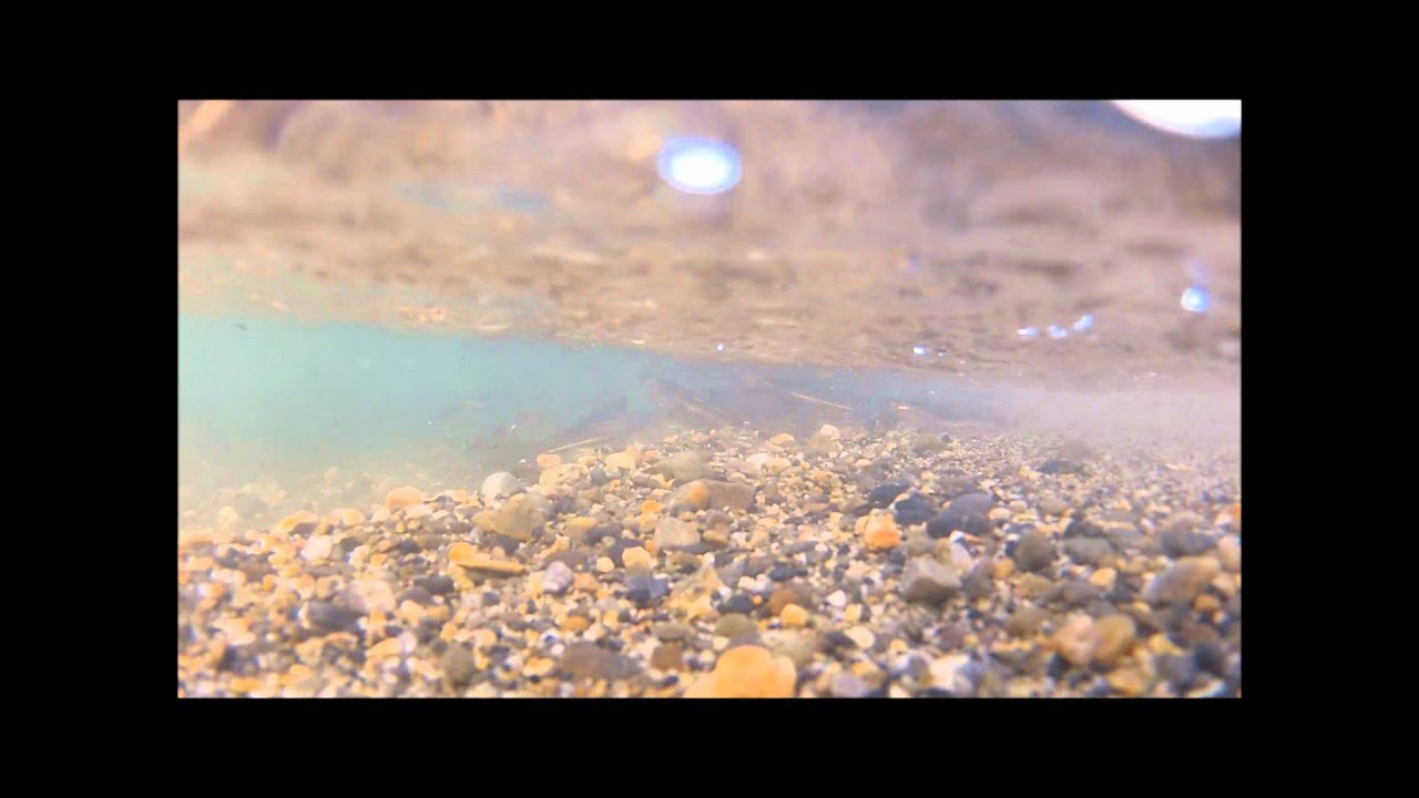 Capelin spawning in the Beaufort Sea on Barter Island by High Tide ...