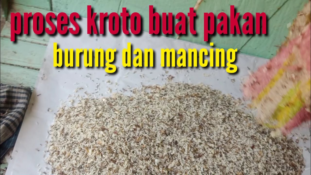proses telur angkrang buat pakan burung dan umpan mancing - YouTube