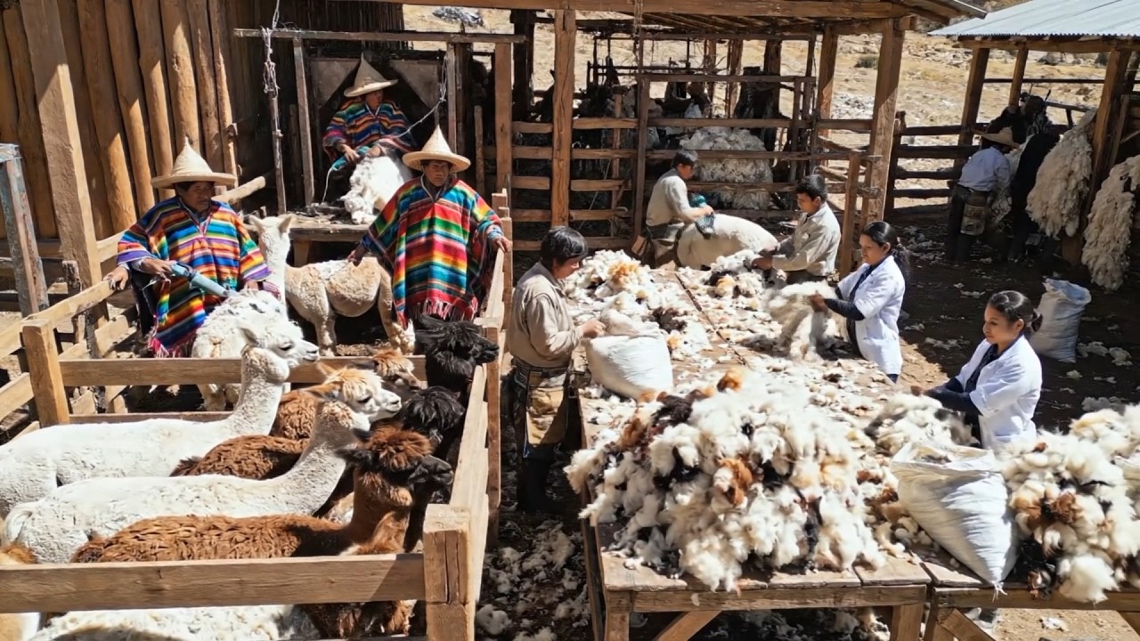Inside a Modern Alpaca Wool Factory: From Farm Harvest to Softest ...
