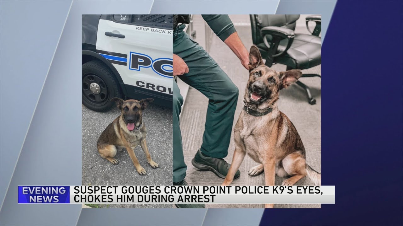 Man gouges Crown Point K9's eyes, chokes dog during arrest - YouTube